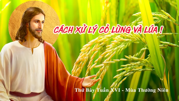 Cách xử lý cỏ lùng và lúa ! - Sinh Viên Công Giáo